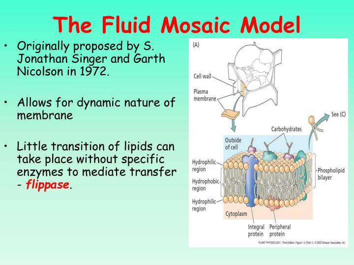 PPT - Lipids, Biological Membranes, and Membrane Transport Chapters 9 ...