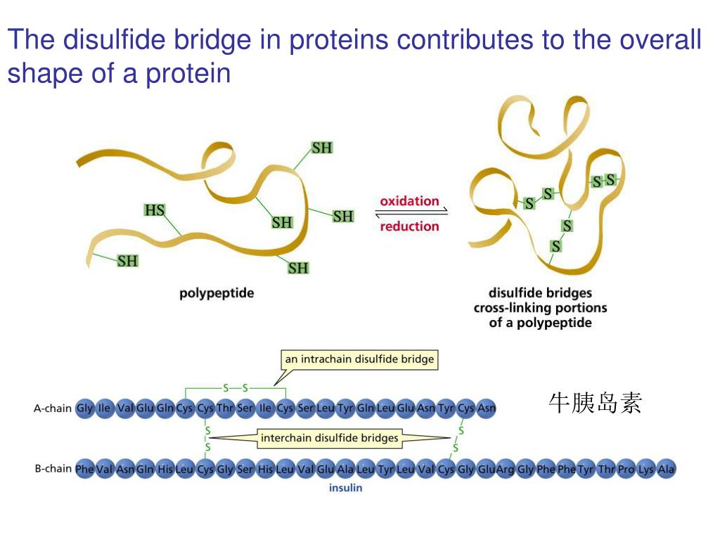 PPT - Chapter 18 Amino Acids, Peptides, and Proteins ( 氨基酸、肽、蛋白质 ...