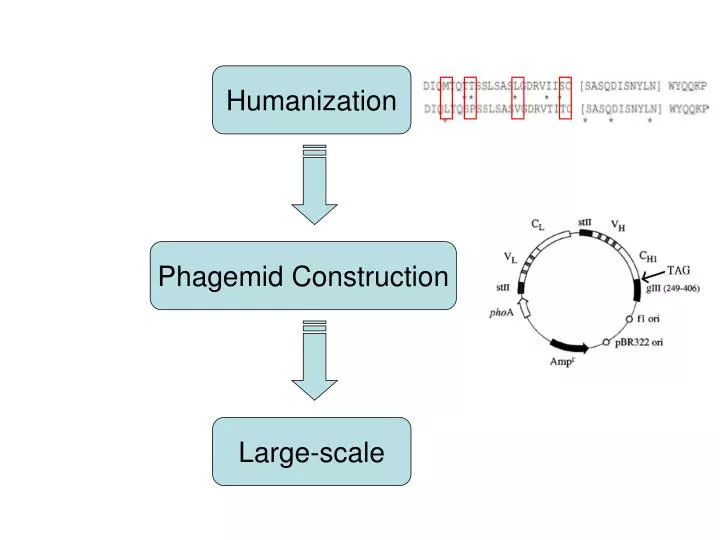 PPT - Humanization PowerPoint Presentation, free download - ID:4588984