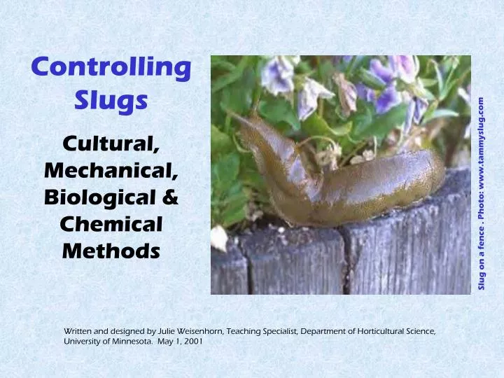 PPT - Controlling Slugs Cultural, Mechanical, Biological & Chemical ...