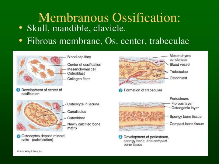 PPT - Bone Histology & Fracture Healing PowerPoint Presentation - ID ...