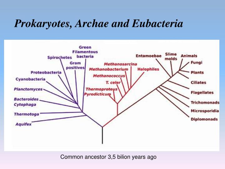 PPT - Bacteria and Archaea Prokaryotic organisms PowerPoint ...