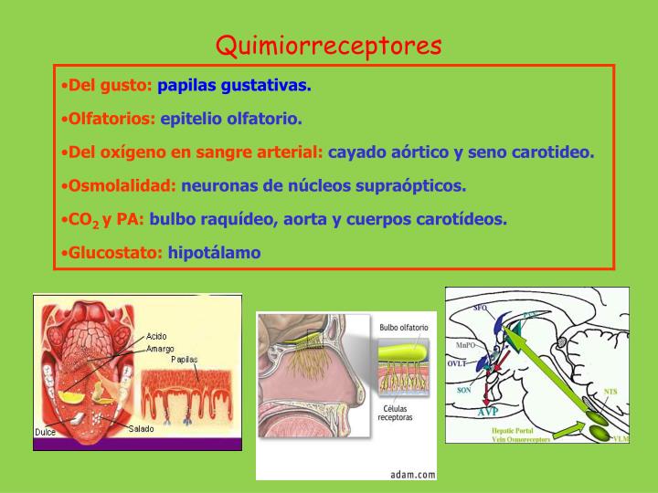 PPT - Fisiología Sensorial PowerPoint Presentation - ID:4592226
