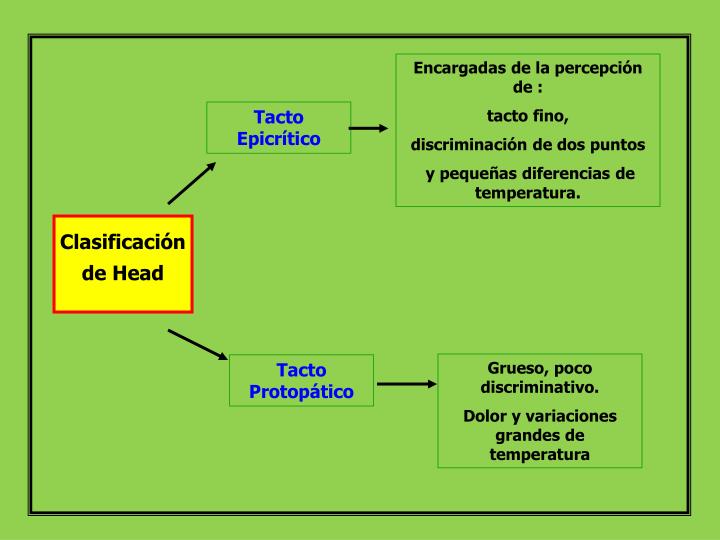 PPT - Fisiología Sensorial PowerPoint Presentation - ID:4592226