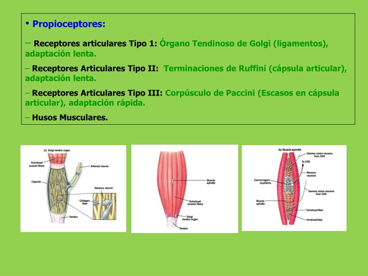 PPT - Fisiología Sensorial PowerPoint Presentation - ID:4592226