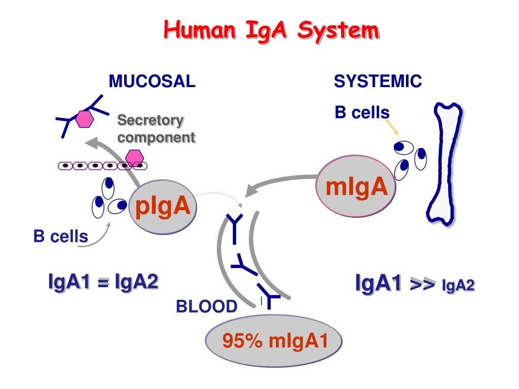 PPT - PHYSIOPATHOLOGIE DES NEPHROPATHIES A DEPOTS D’IgA PowerPoint ...