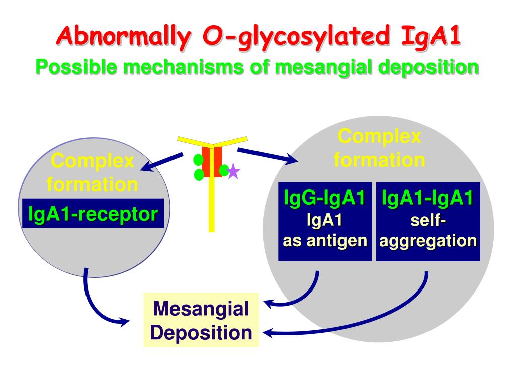 PPT - PHYSIOPATHOLOGIE DES NEPHROPATHIES A DEPOTS D’IgA PowerPoint ...