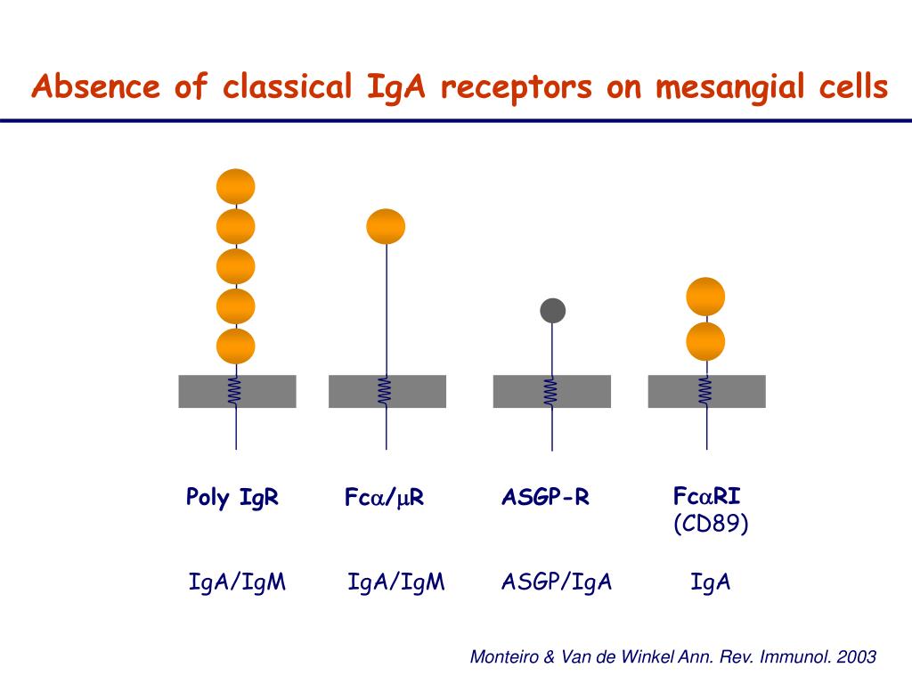PPT - PHYSIOPATHOLOGIE DES NEPHROPATHIES A DEPOTS D’IgA PowerPoint ...