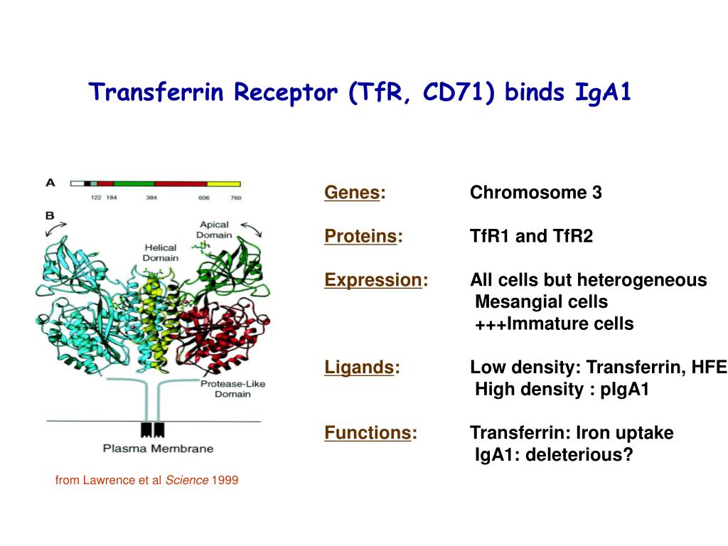 PPT - PHYSIOPATHOLOGIE DES NEPHROPATHIES A DEPOTS D’IgA PowerPoint ...
