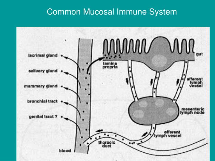 PPT - Inmunidad de las Mucosas y Parásitos Intestinales PARTE 1 ...