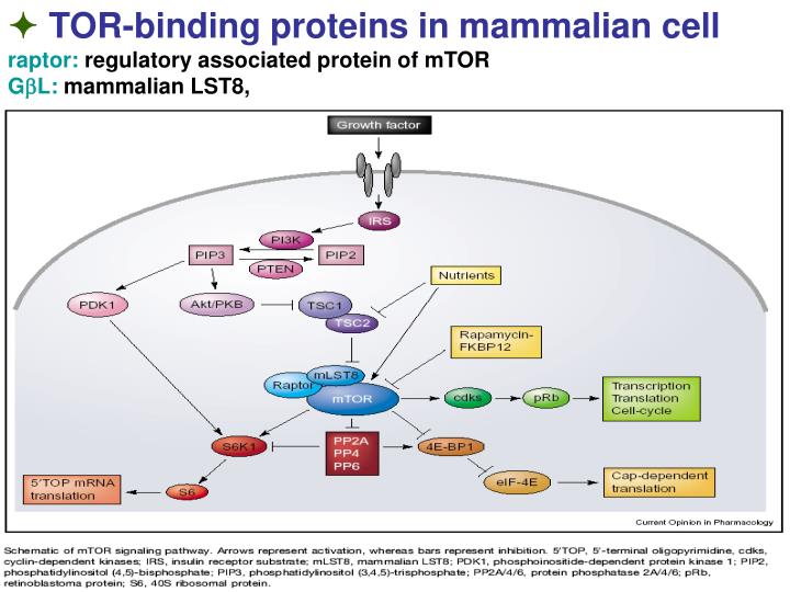 PPT - TOR ( target of rapamycin) signaling PowerPoint Presentation - ID ...