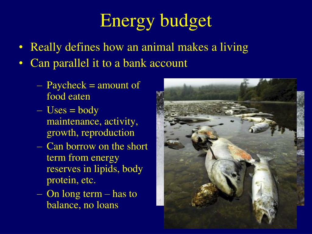 PPT - A field energy budget for northern pike, an aquatic piscivore ...