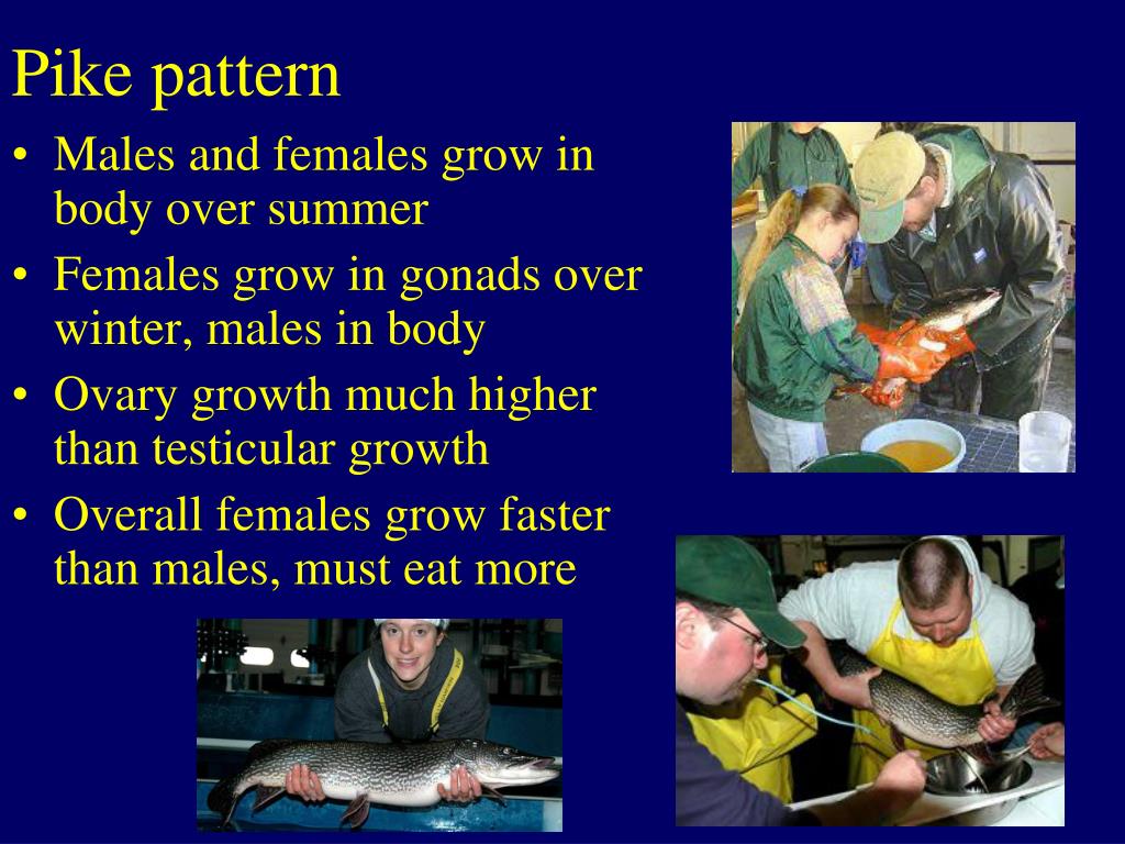 PPT - A field energy budget for northern pike, an aquatic piscivore ...