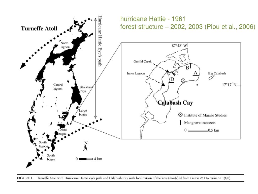 PPT - Zonation Patterns of Belizean Offshore Mangrove Forests 41 Years ...