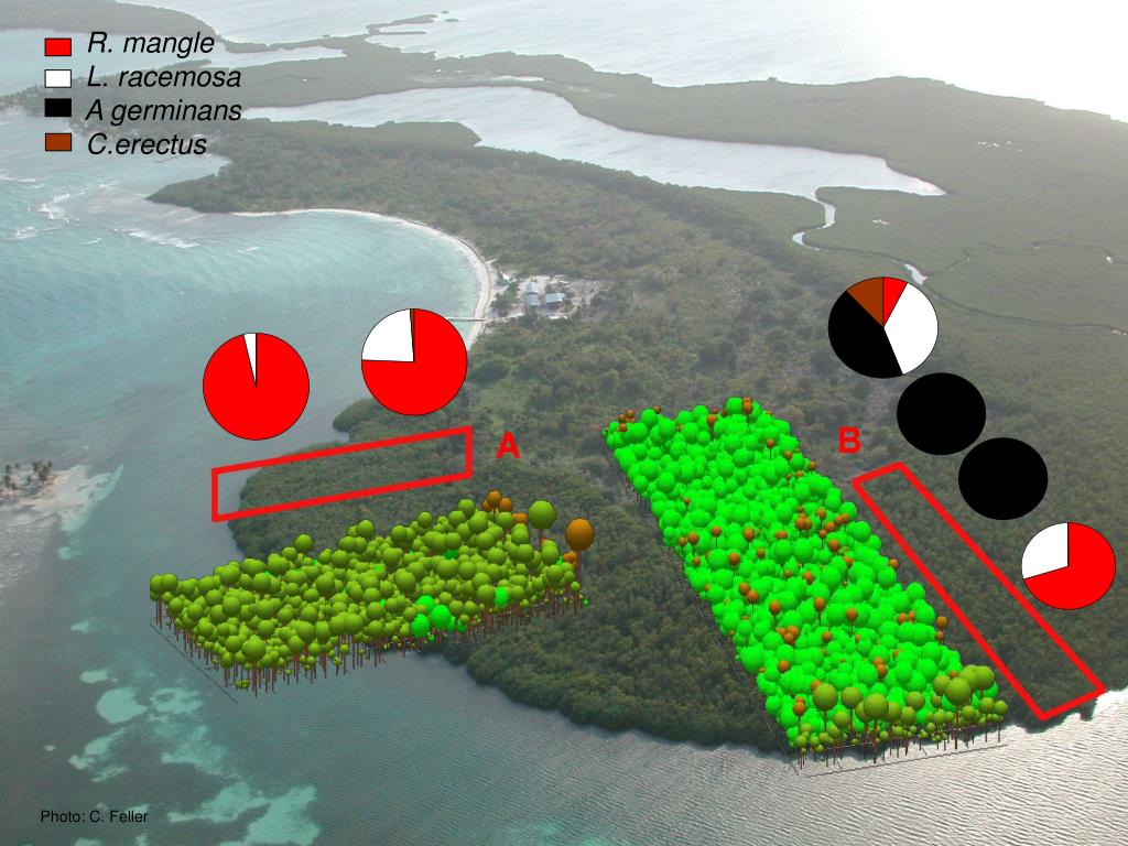 PPT - Zonation Patterns of Belizean Offshore Mangrove Forests 41 Years ...