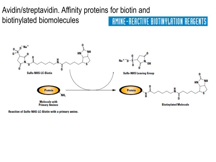 PPT - Avidin/streptavidin & Protein A. Overview of affinity proteins ...