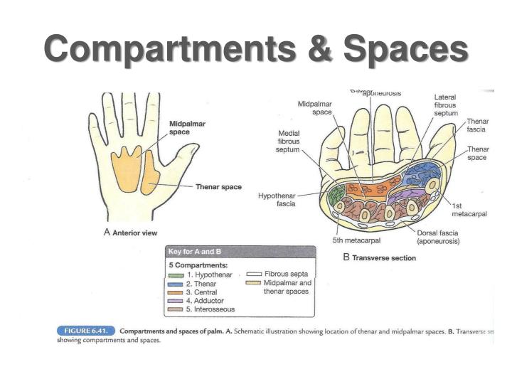 PPT - WRIST & HAND PowerPoint Presentation - ID:4595290