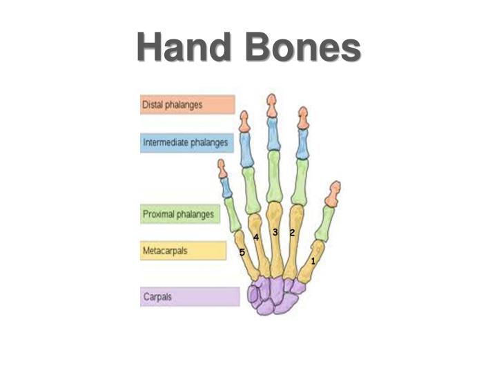 PPT - WRIST & HAND PowerPoint Presentation - ID:4595290