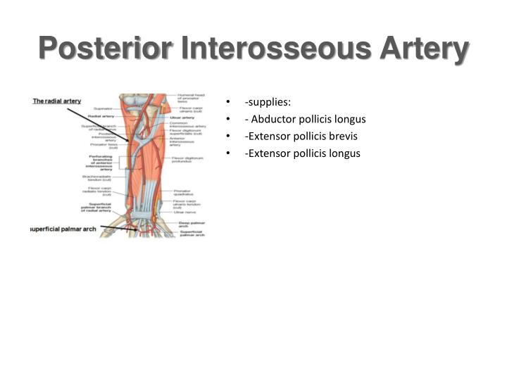 PPT - WRIST & HAND PowerPoint Presentation - ID:4595290