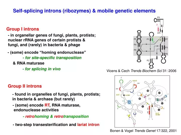 PPT - Group I introns PowerPoint Presentation, free download - ID:4595609