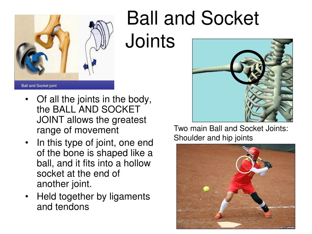 Ball And Socket Joint Structure - vrogue.co Ball And Socket Joint Structure - vrogue.co
