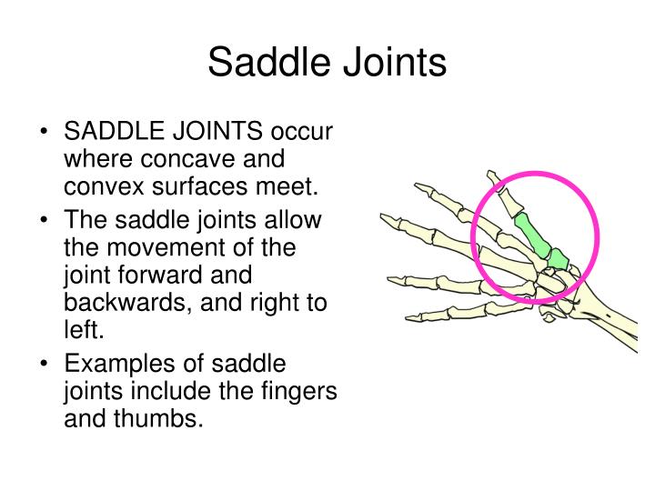 PPT - The Skeleton: The Types of Joints and movement PowerPoint ...