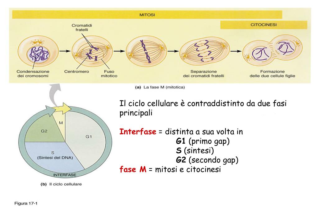 PPT - Dr. Massimo Sansone Farmacia – I.F.O. Roma,16 maggio 2006 ...