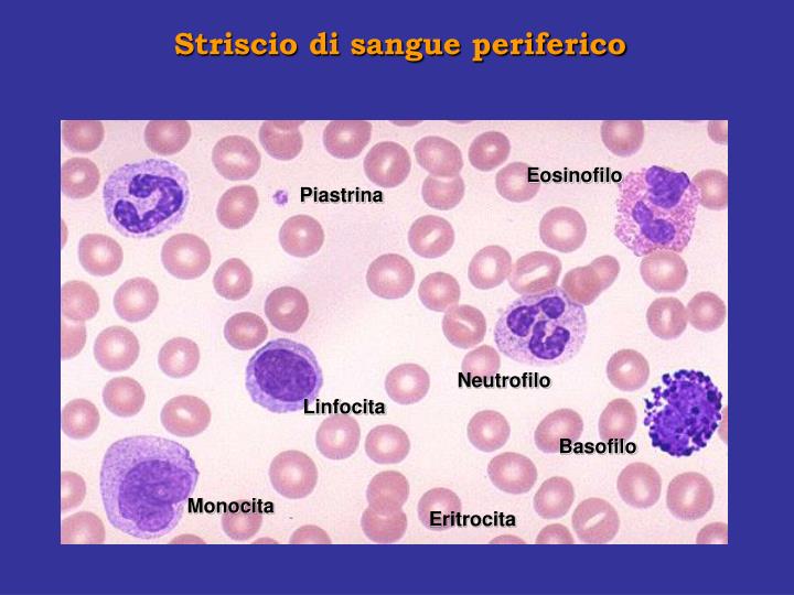PPT - ERITROCITI PowerPoint Presentation - ID:4598242