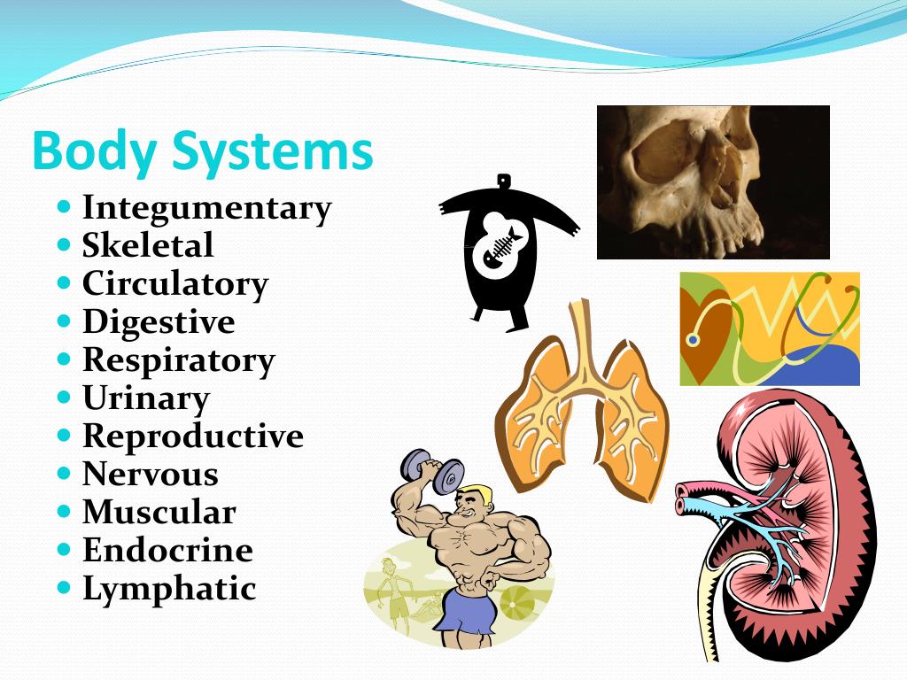 PPT Introduction To Human Anatomy PowerPoint Presentation Free PPT Introduction To Human Anatomy PowerPoint Presentation Free