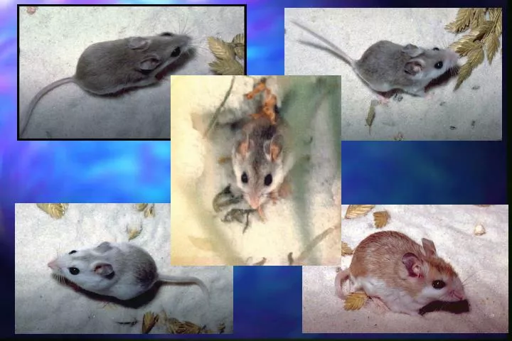 PPT - Alabama Beach Mouse Peromyscus polionotus ammobates PowerPoint ...