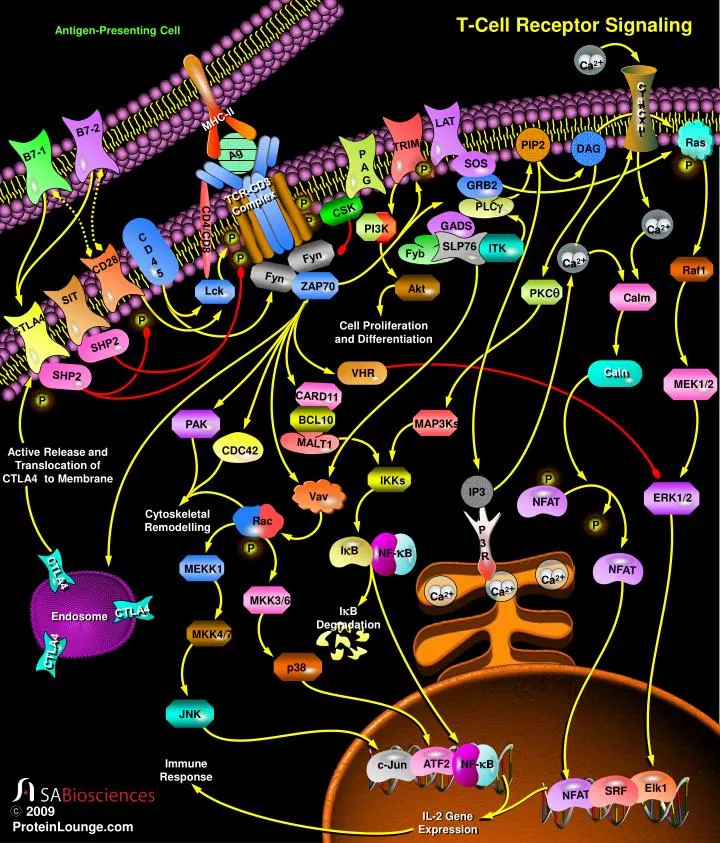 PPT - T-Cell Receptor Signaling PowerPoint Presentation, free download ...