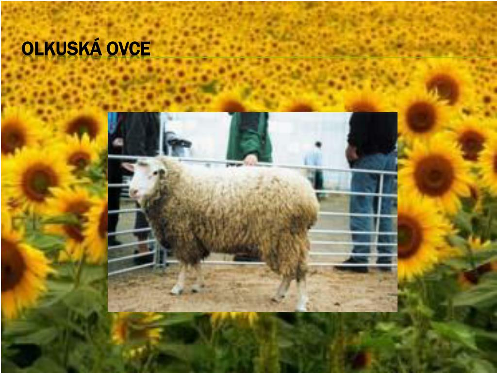 PPT - Nejznámější plemena ovcí 4 skupin podle užitkového směru ...