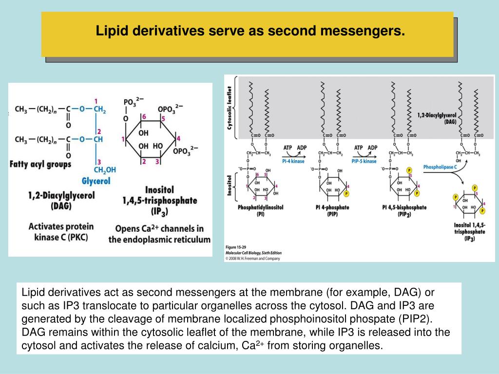 PPT - Cell Biology & Molecular Biology PowerPoint Presentation - ID:4599278