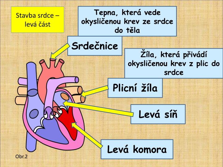 PPT - Oběhová soustava 2. část PowerPoint Presentation - ID:4599380