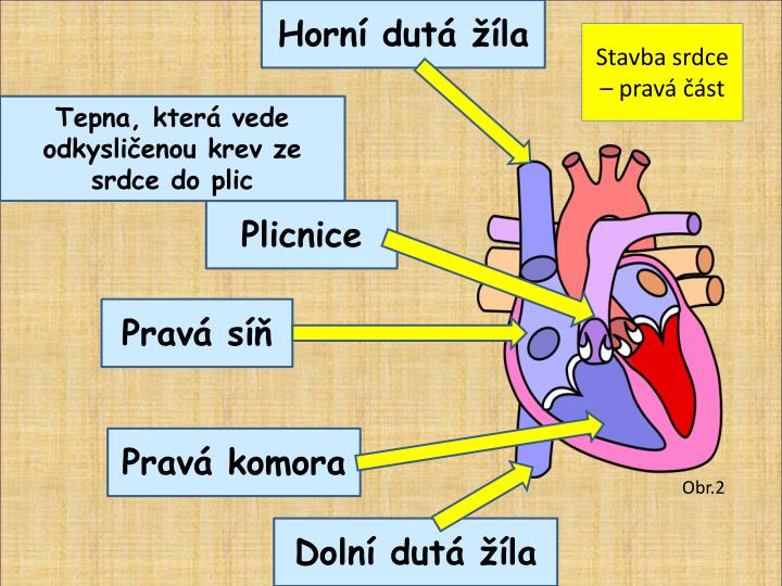 PPT - Oběhová soustava 2. část PowerPoint Presentation - ID:4599380