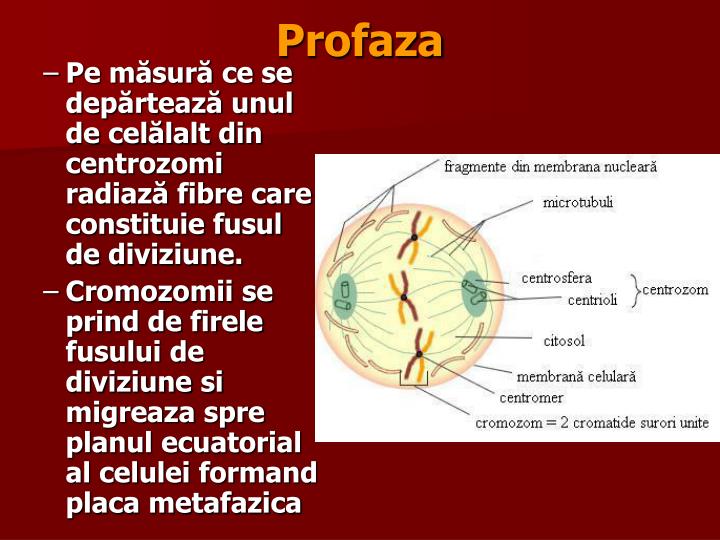 PPT - CICLUL CELULAR PowerPoint Presentation - ID:4599438
