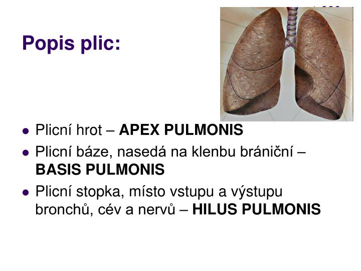 PPT - Průdušnice, průdušky. Stavba a funkce plic, jejich projekce ...