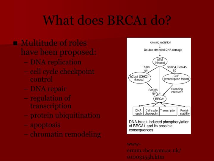 PPT - BRCA 1 Gene PowerPoint Presentation - ID:4600875