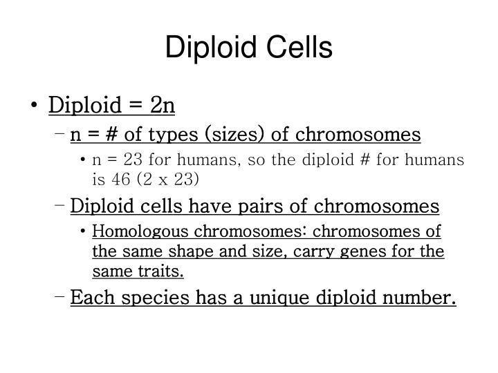 PPT - Chromosomes and Cell Division PowerPoint Presentation - ID:4601427