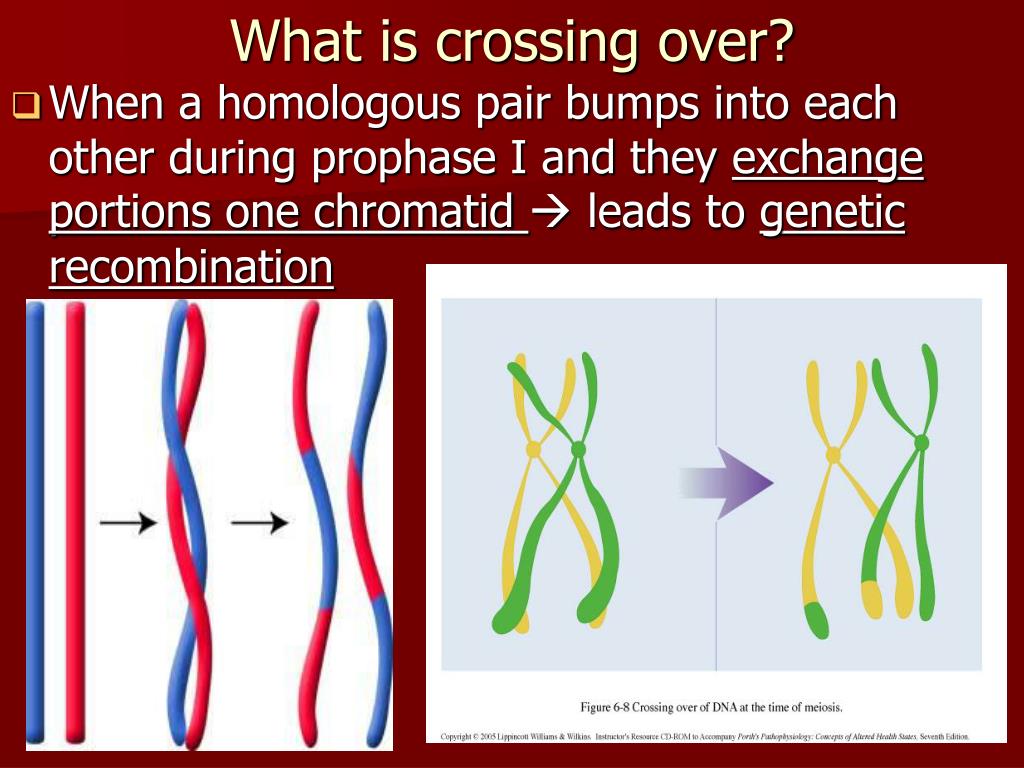 PPT - Meiosis: Making haploid reproductive cells PowerPoint ...