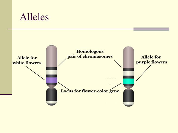 PPT - Heredity and Mendel Meiosis PowerPoint Presentation - ID:4601555