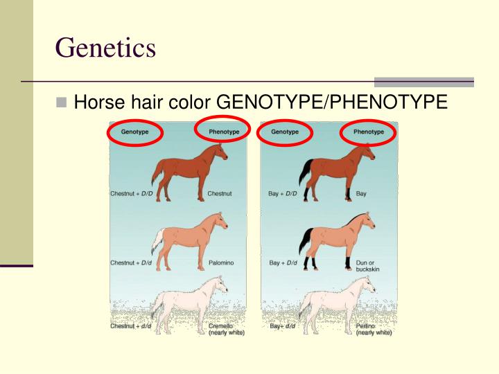 PPT - Heredity and Mendel Meiosis PowerPoint Presentation - ID:4601555