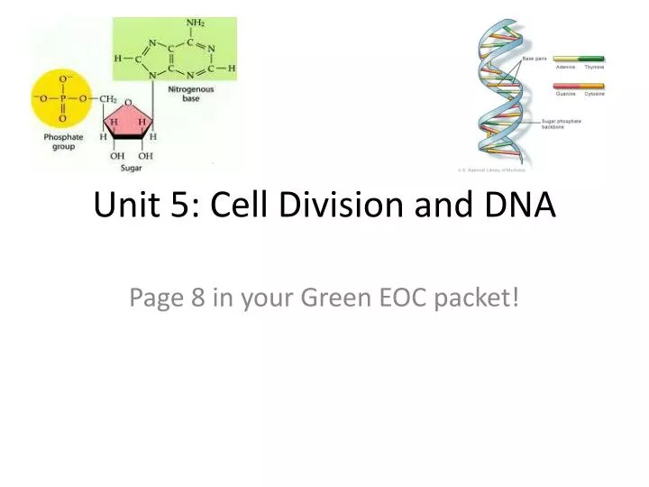 PPT - Unit 5: Cell Division and DNA PowerPoint Presentation, free ...