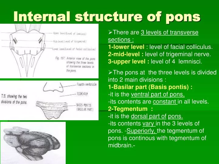 PPT - Internal structure of pons PowerPoint Presentation, free download ...