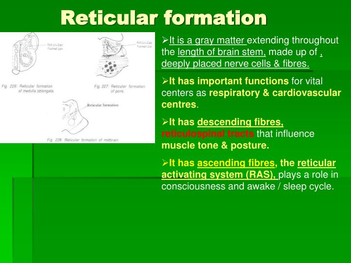 PPT - Internal structure of pons PowerPoint Presentation - ID:4601946