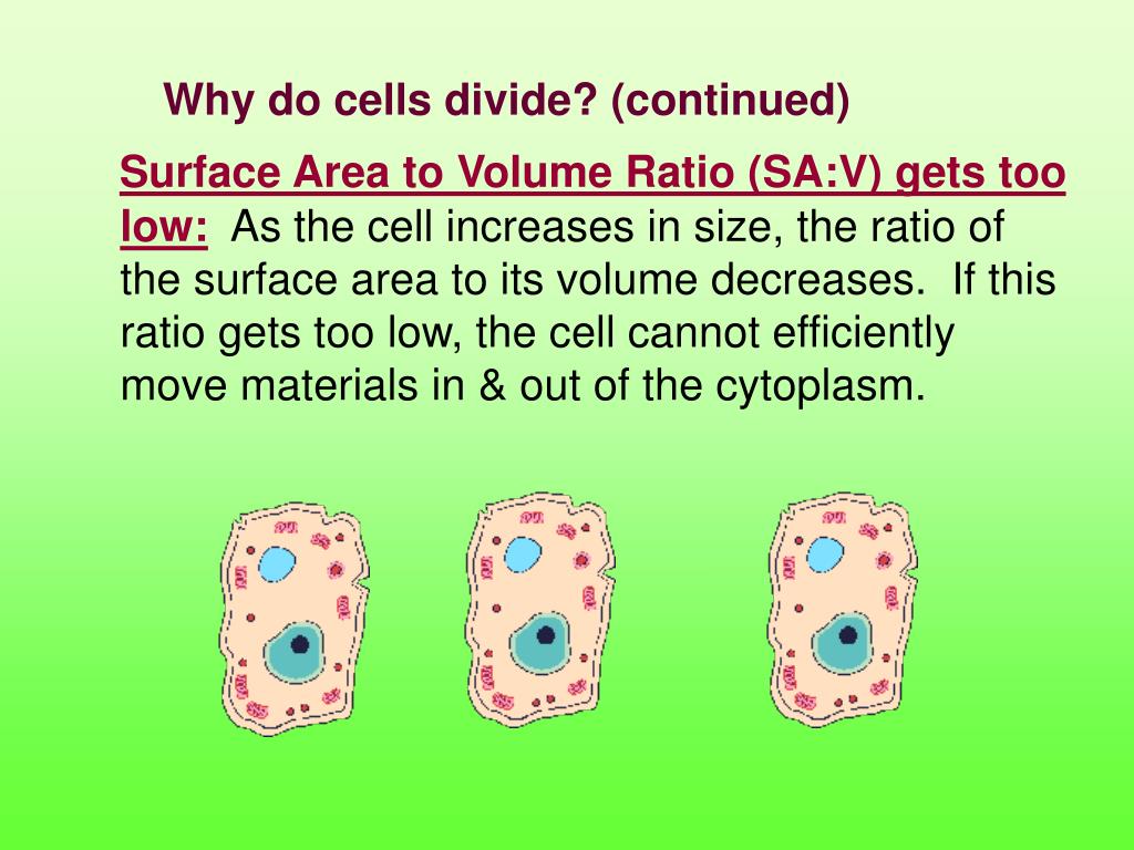 Ppt Cell Division Powerpoint Presentation Free Download Id 4602146