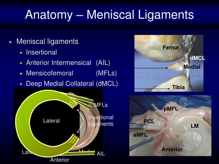 PPT - Anatomy and Biomechanics of the Meniscus PowerPoint Presentation ...