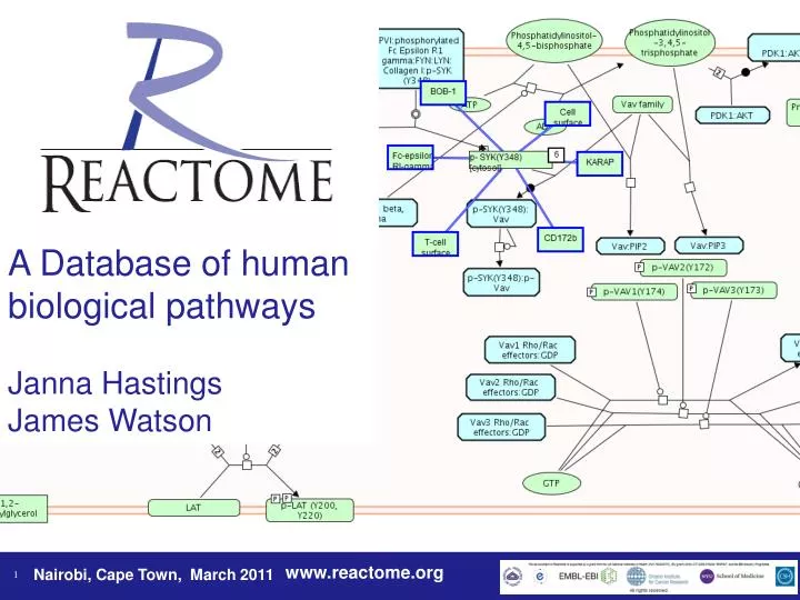 PPT - A Database of human biological pathways Janna Hastings James ...