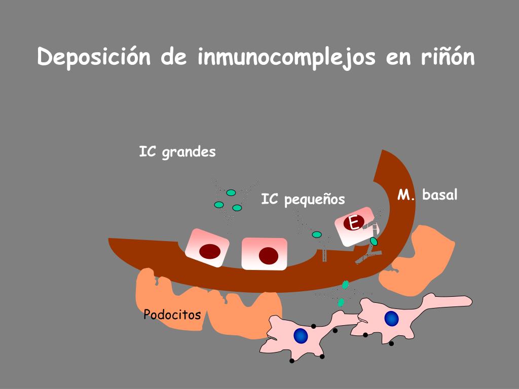 PPT - Reacción de hipersensibilidad tipo III o Enfermedad mediada por ...