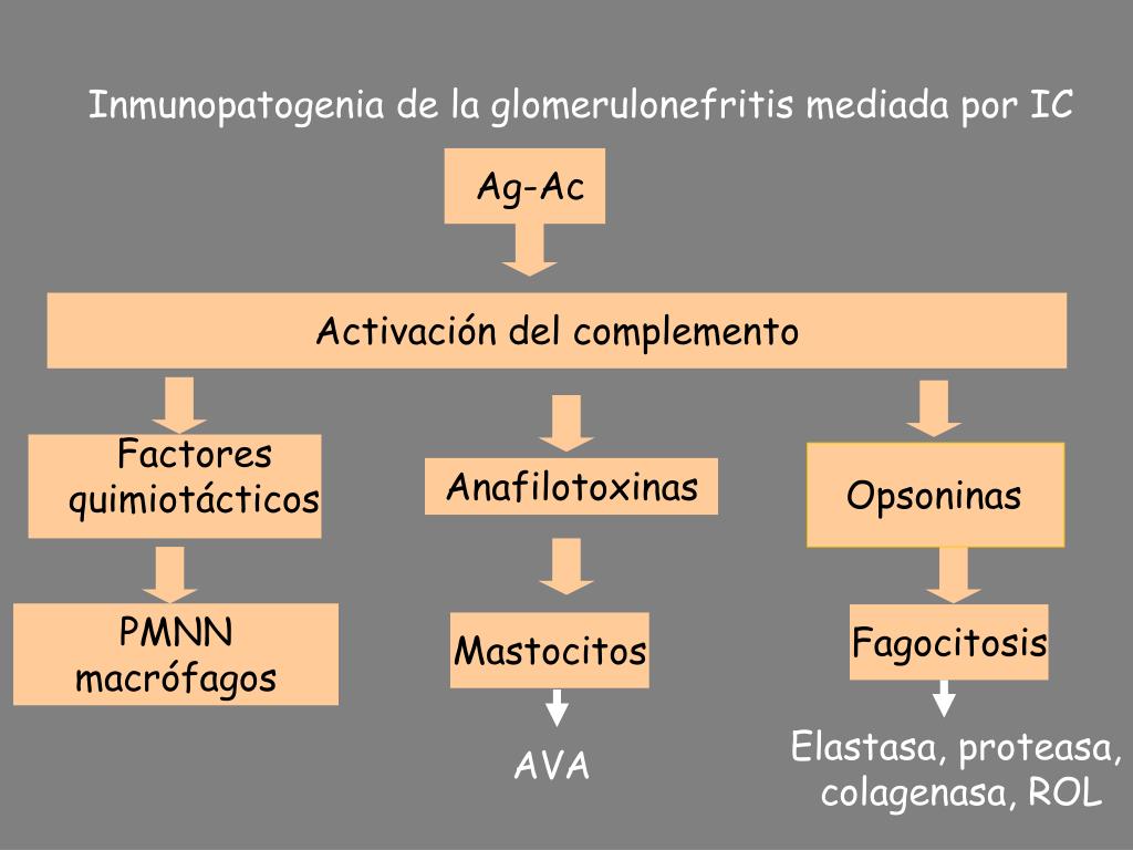 PPT - Reacción de hipersensibilidad tipo III o Enfermedad mediada por ...